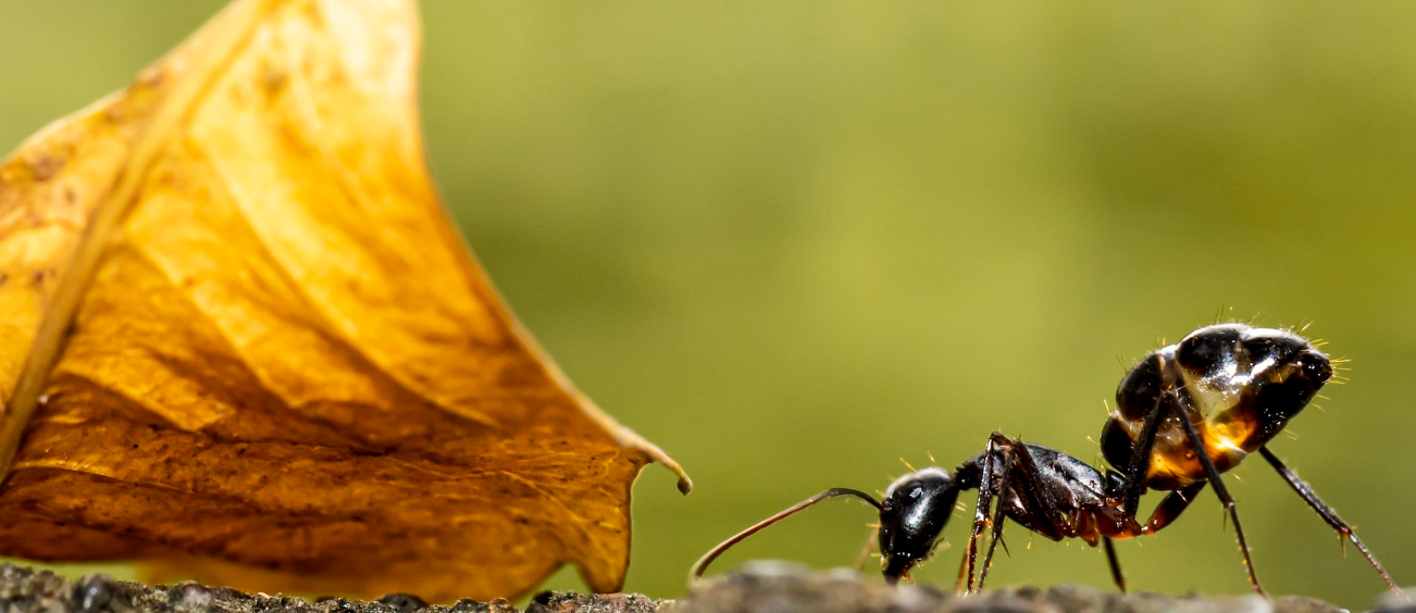 Ant Colony – The Ant Vault