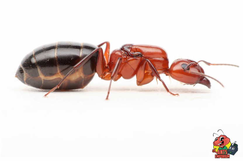 Ant Queens | Understanding Ant Queens: Colony Founders – The Ant Vault