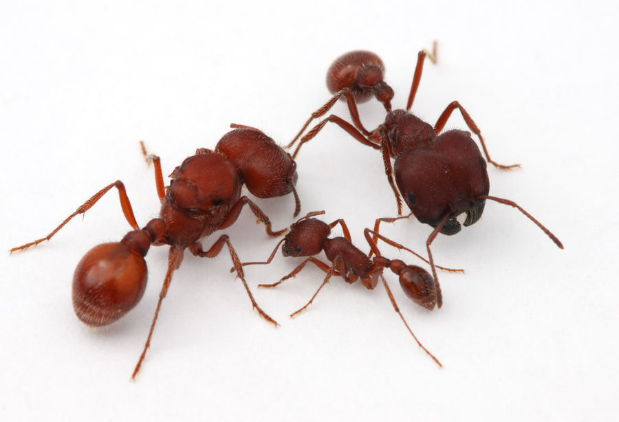 20% OFF Red Harvester Queen Ants For Sale | Buy Beginner Ants – The Ant ...