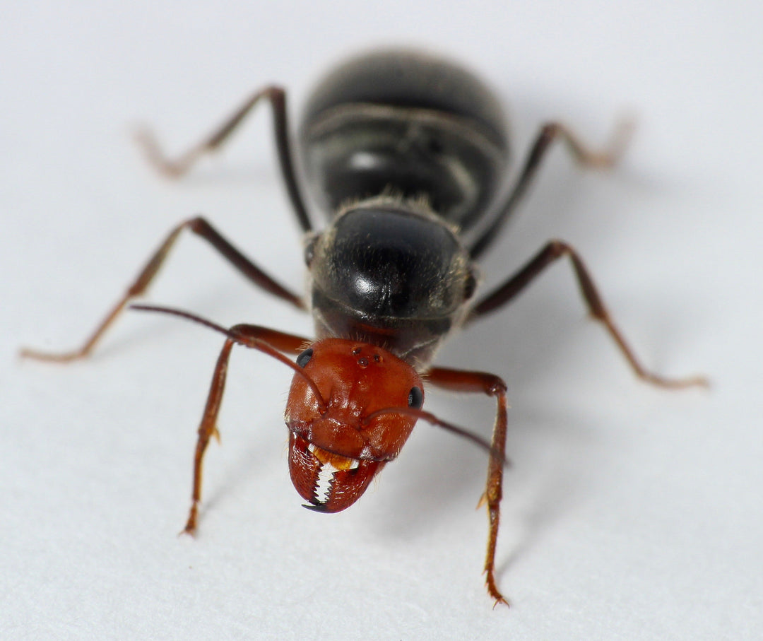 Cherry-Headed Honeypot Ants (M. placodops) – The Ant Vault