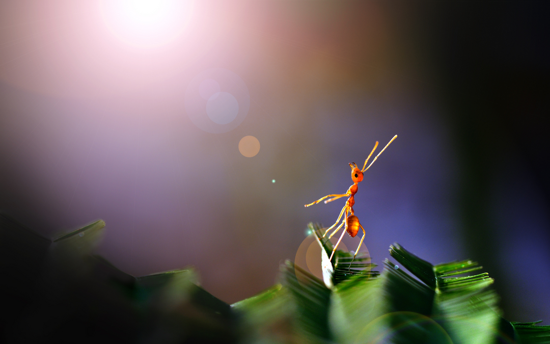 20% OFF Red Harvester Queen Ants For Sale | Buy Beginner Ants – The Ant ...