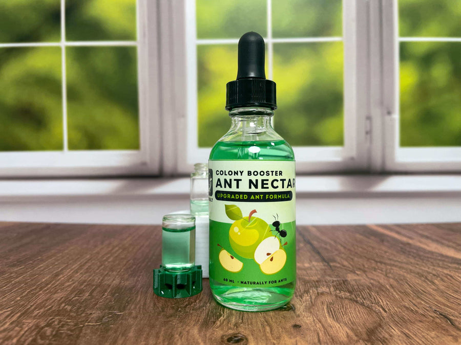 The Ant Vault: Beginner Ant Queens in USA | Ant Farms for Ant-Keeping.