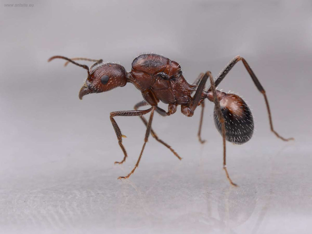 Long Legged Harvester Ants (N. cockerelli) For Sale | Queen Ants Sale ...