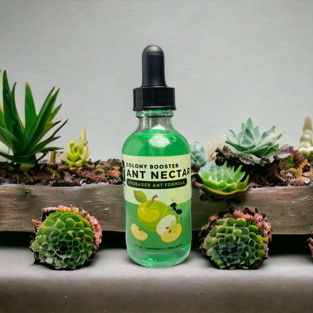 The Ant Vault: Beginner Ant Queens in USA | Ant Farms for Ant-Keeping.