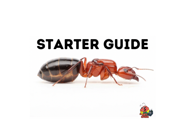 Mini Ruby Ant Ultimate Care Guide – The Ant Vault