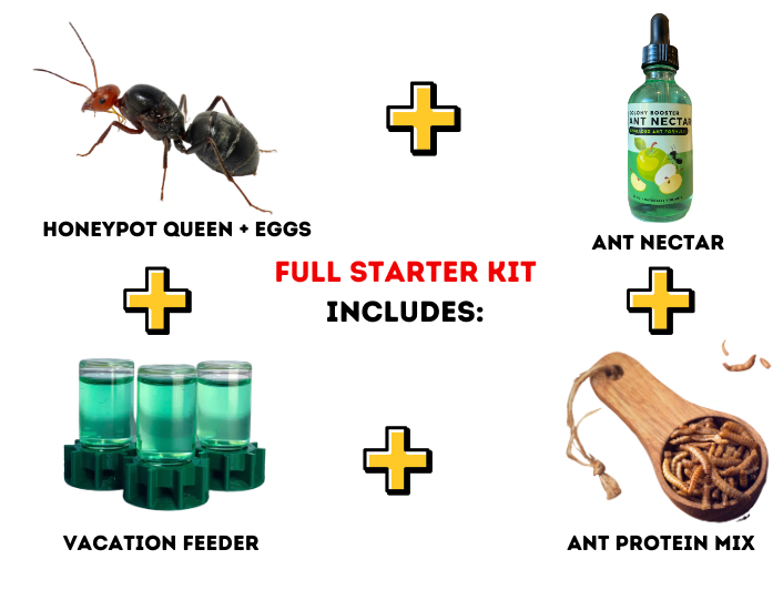Cherry-Headed Honeypot Ants (M. placodops) – The Ant Vault