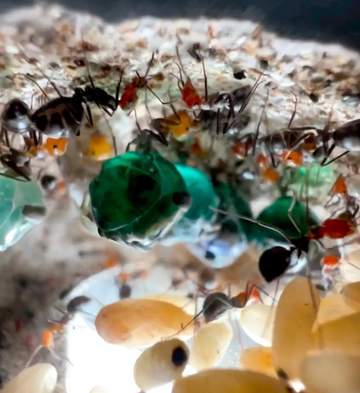 Ant-Keeping Test Tubes | 20mm Glass Test Tubes For Queen Ants – The Ant ...