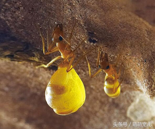 Honeypot Ants For Sale | Mini Golden Honeypot Ants (M. navajo) – The ...