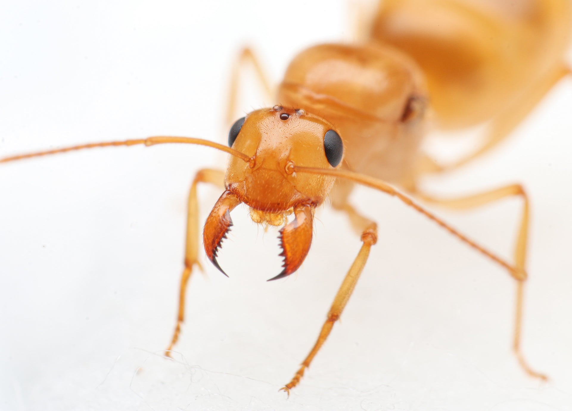 The Ant Vault: Beginner Ant Queens in USA | Ant Farms for Ant-Keeping.