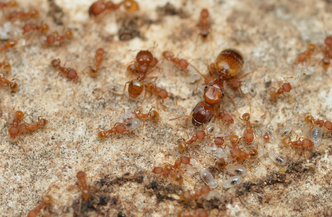 Queen Ants For Sale throughout USA | Ants For Sale with Ant Farms – The ...