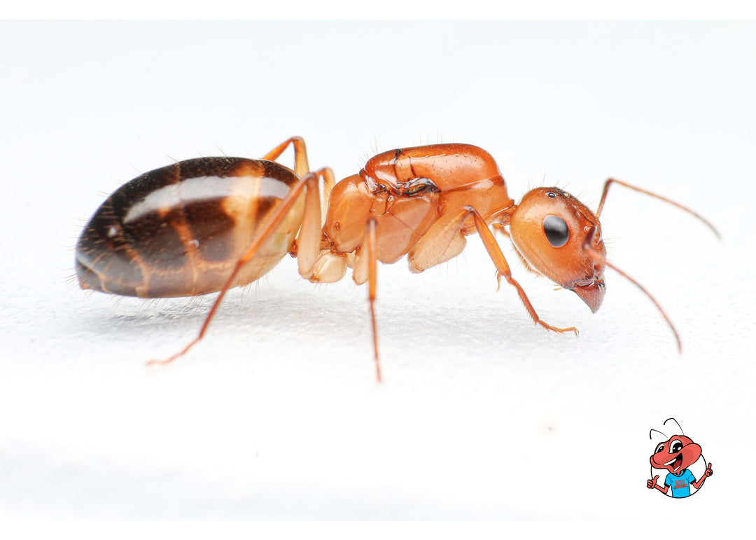 Queen Ants For Sale throughout USA | Ants For Sale with Ant Farms – The ...