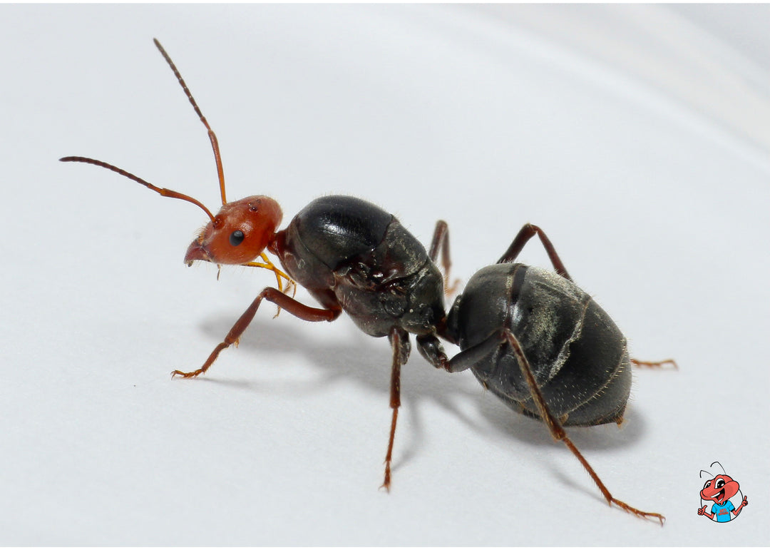 Honey Pot Ants | Beginner Queen Ants For Sale – The Ant Vault