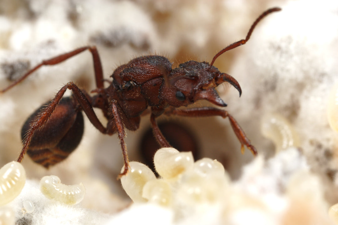 Leaf Cutter Ants | Native Leafcutter Queens Ants For Sale in USA – The ...