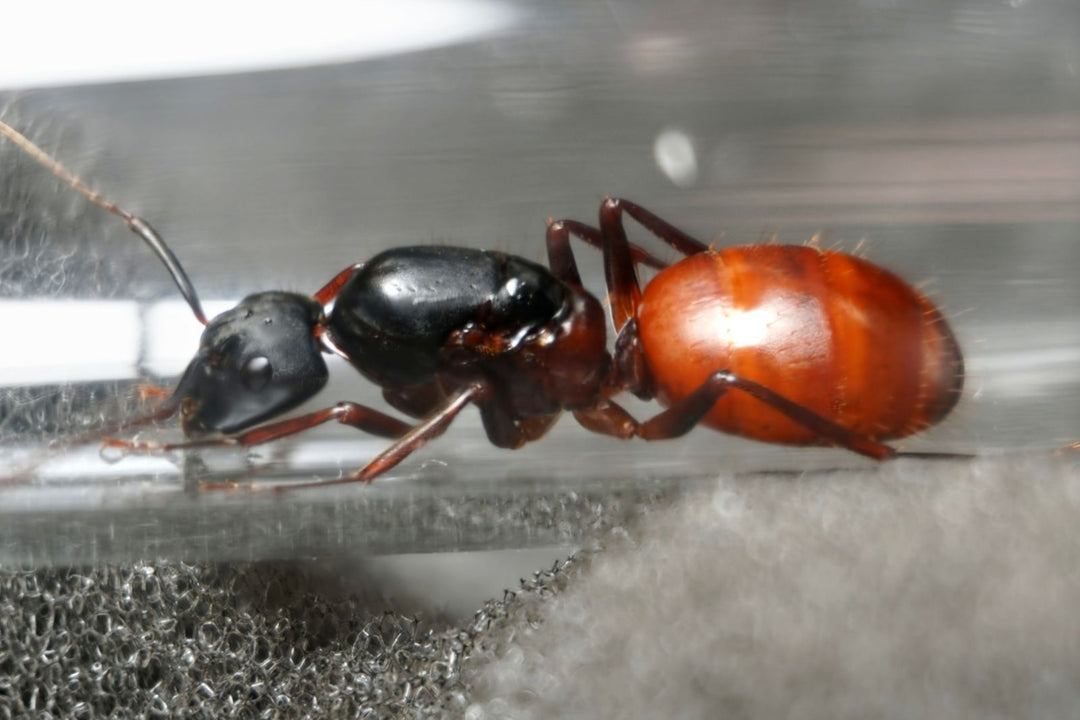 Giant California Carpenter Ants For Sale (C. ca02) – The Ant Vault