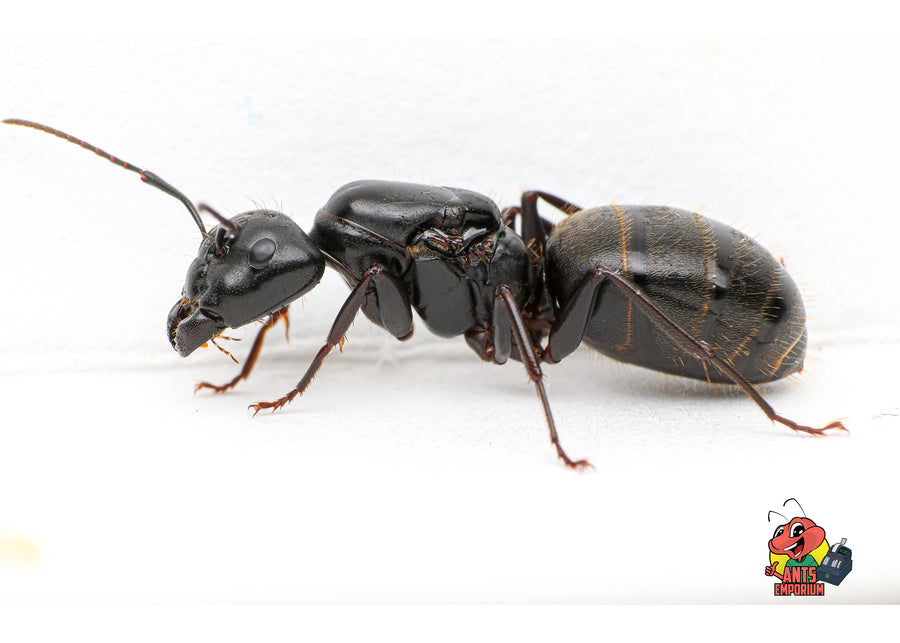 Queen Ants For Sale throughout USA | Ants For Sale with Ant Farms – The ...