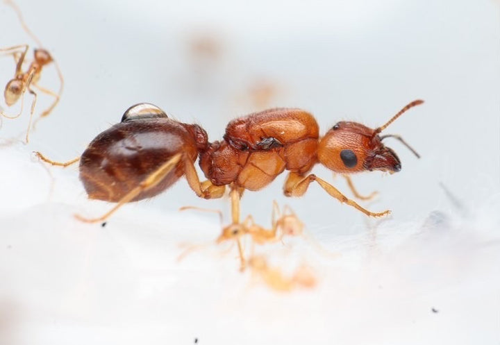 The Ant Vault: Beginner Ant Queens in USA | Ant Farms for Ant-Keeping.
