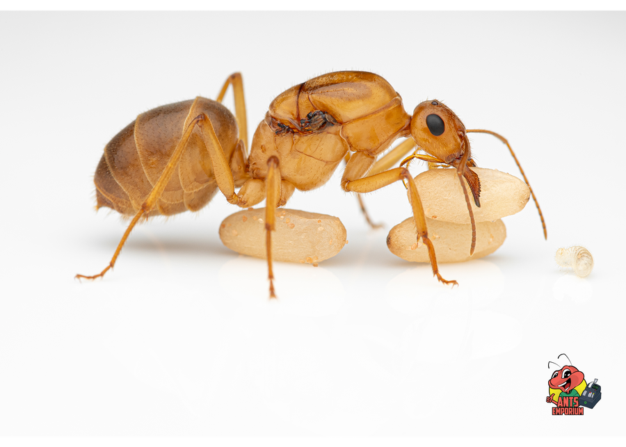 Giant Golden Honeypot Ants For Sale (M. mexicanus) – The Ant Vault