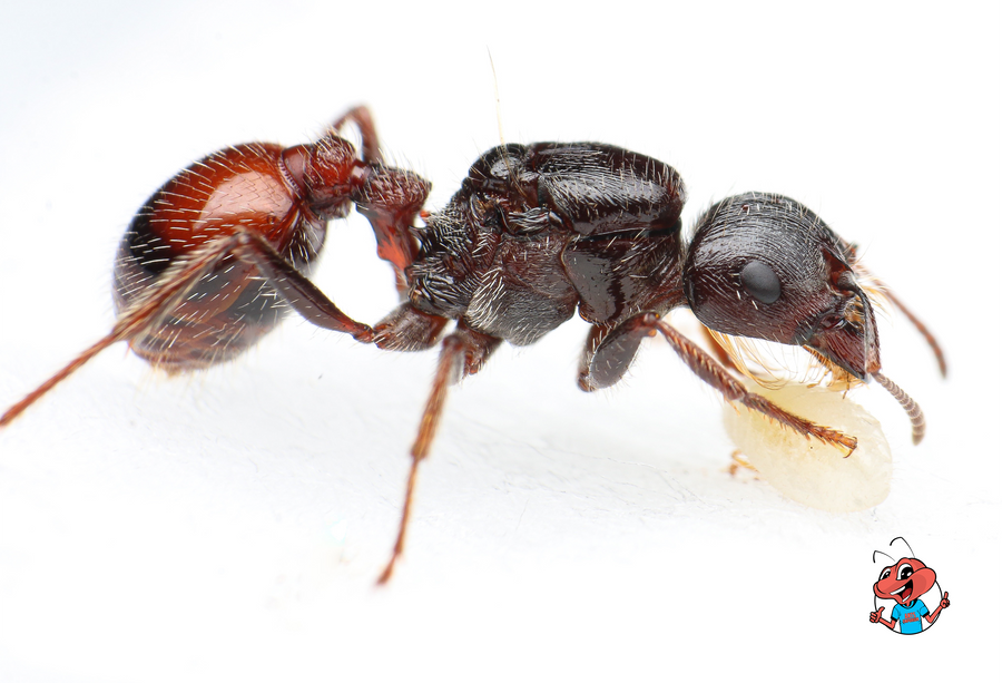 Harvester Ants – The Ant Vault