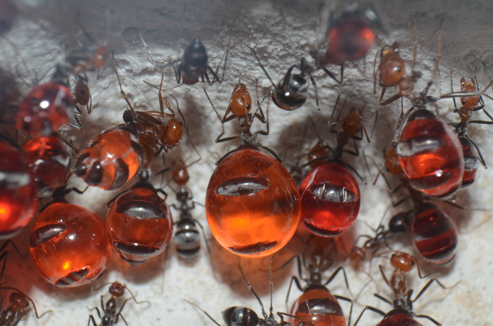 The Ant Vault: Beginner Ant Queens in USA | Ant Farms for Ant-Keeping.